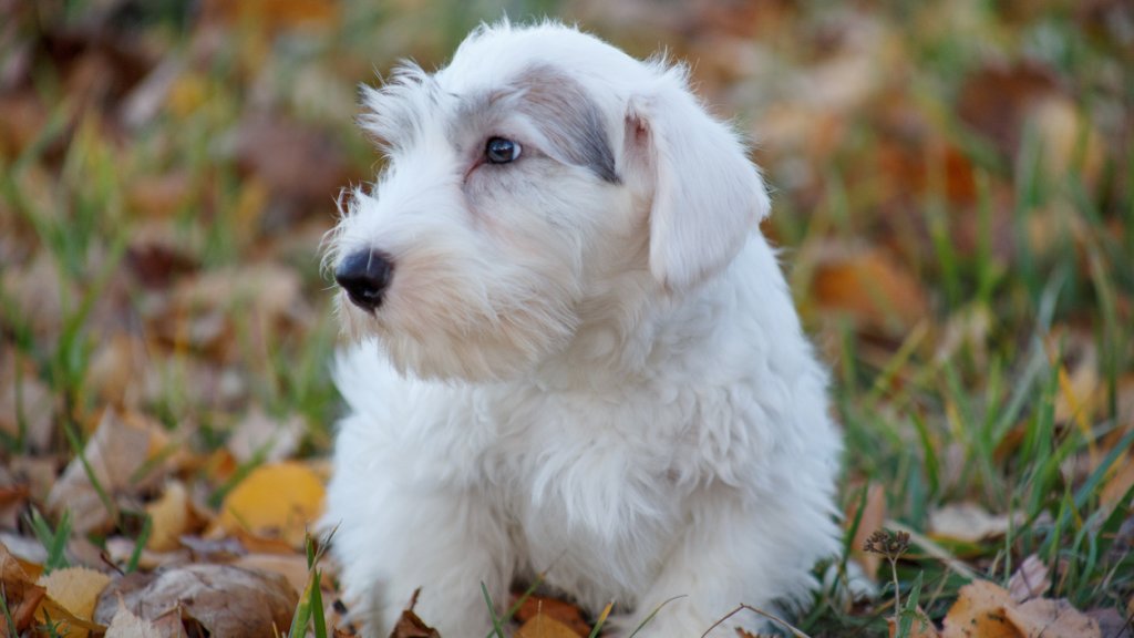 8 великолепни породи кучета, които са заплашени от изчезване - Webcafe.bg