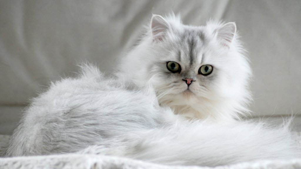 7 от най-мързеливите породи котки - Webcafe.bg