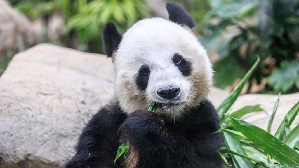 Китайската "панда дипломация" в действие - Webcafe.bg