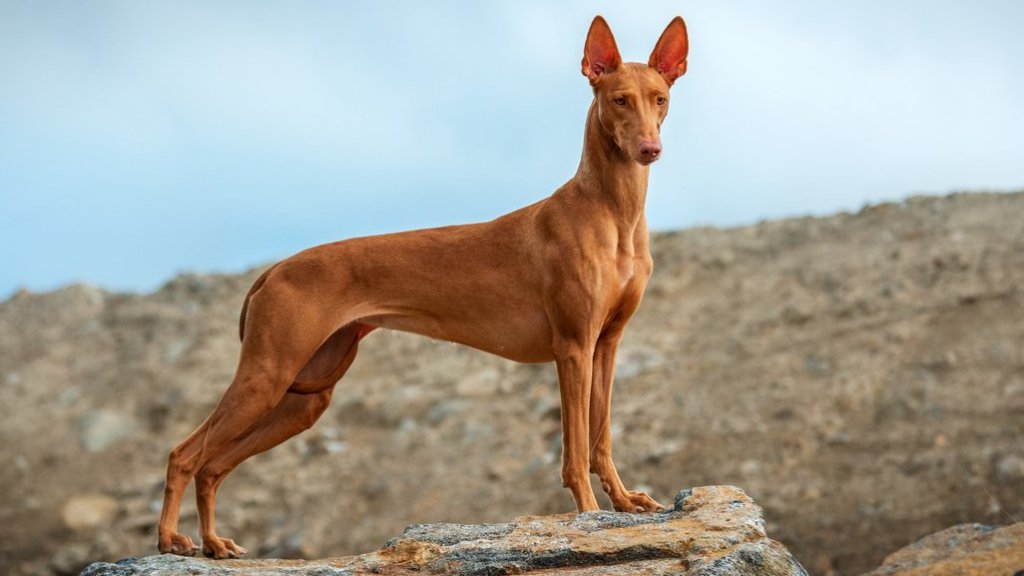 6 невъобразимо скъпи породи кучета - Webcafe.bg