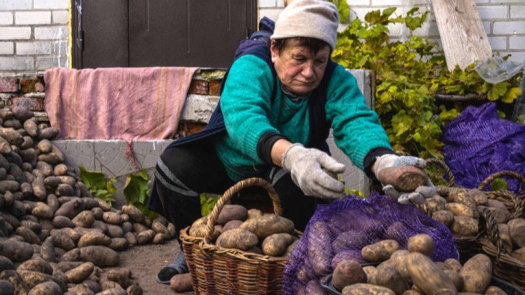 Картофената криза на Русия - скромният зеленчук става луксозна стока - Webcafe.bg