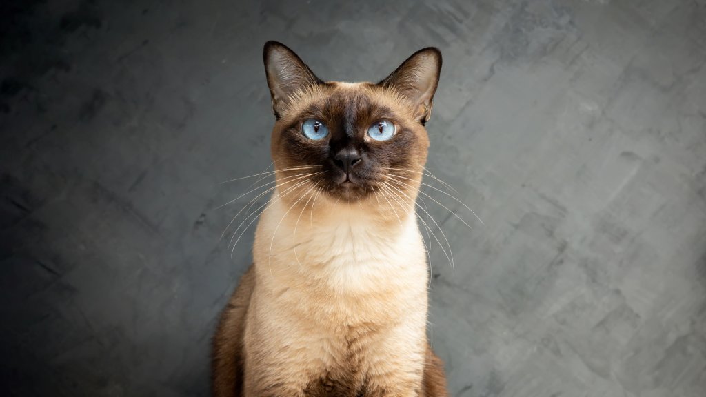 8 от най-болнавите породи котки - Webcafe.bg