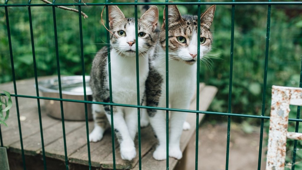 Котешко вместо свинско: Спасиха 1000 котки от кланица - Webcafe.bg