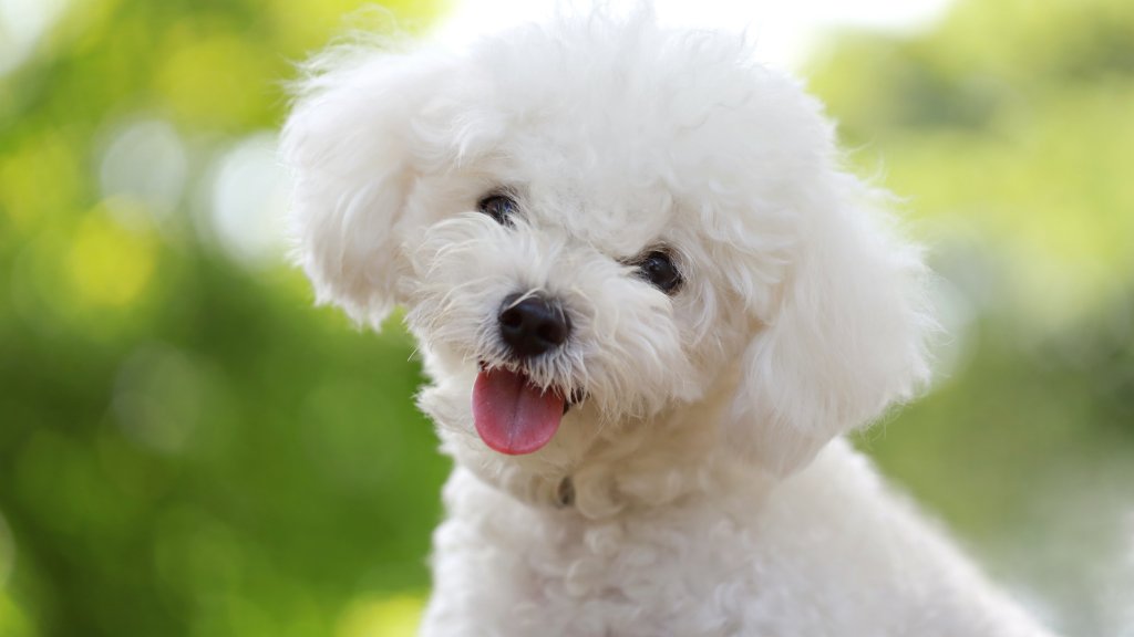 7 породи кучета, които не миришат на лошо - Webcafe.bg