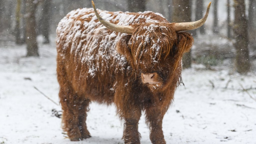 Снегът има 400 имена, ако питаш шотландците - Webcafe.bg