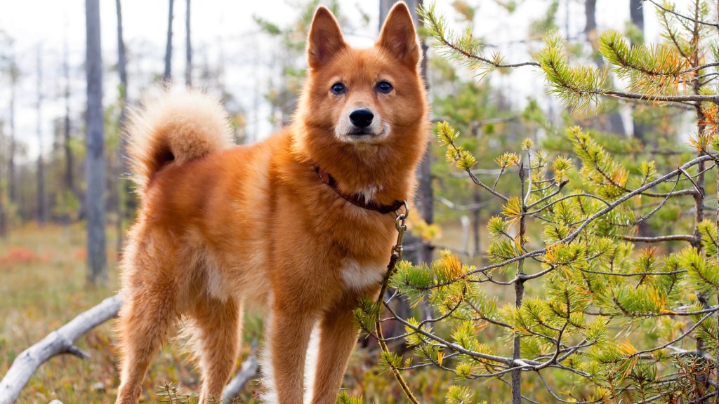 7 великолепни породи кучета, за които може би не сте чували - Webcafe.bg