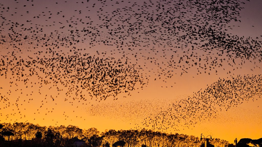 Есен в Рим: Всяка нощ Вечният град е атакуван със 7 тона гуано - Webcafe.bg