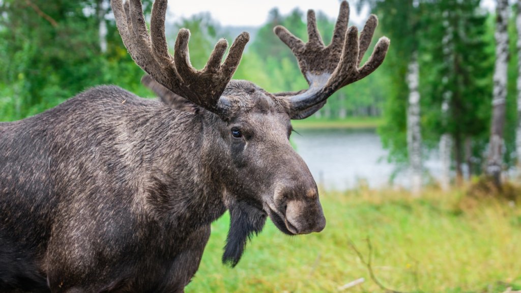 Любимото риалити на Швеция: Лос, който не прави нищо, събира 9 милиона зрители - Webcafe.bg