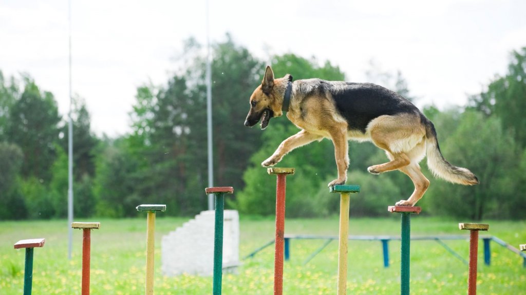 7 породи кучета, които са лесни за дресиране - Webcafe.bg