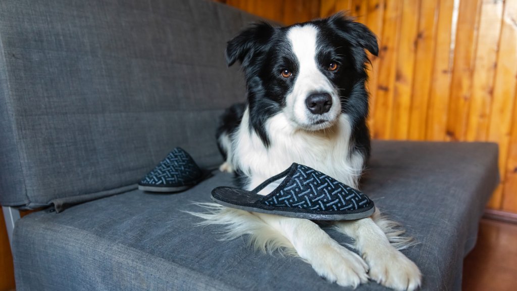 7 породи кучета, които могат да ви побъркат - Webcafe.bg