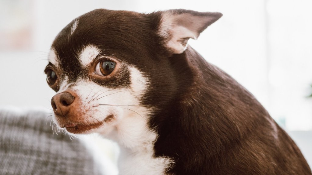 5 нелепи неща, които плашат кучето ни до смърт - Webcafe.bg