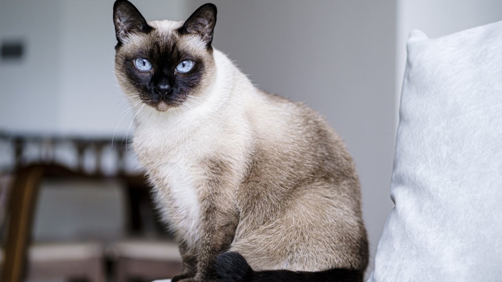 7 породи котки, които истински ненавиждат кучетата - Webcafe.bg