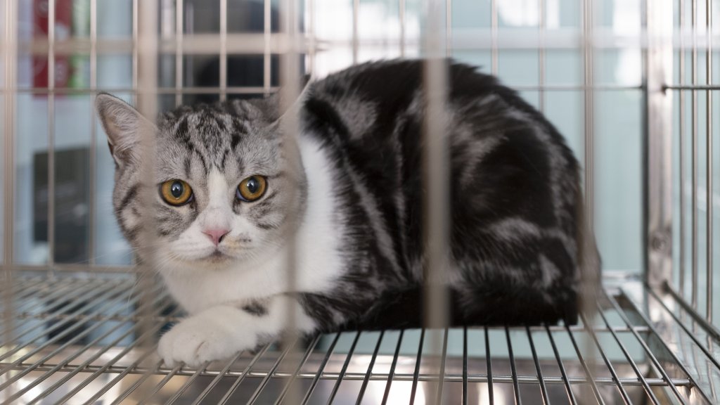 Осиновявай, не купувай! 4 неподозирани причини защо е по-добре да осиновиш животно - Webcafe.bg