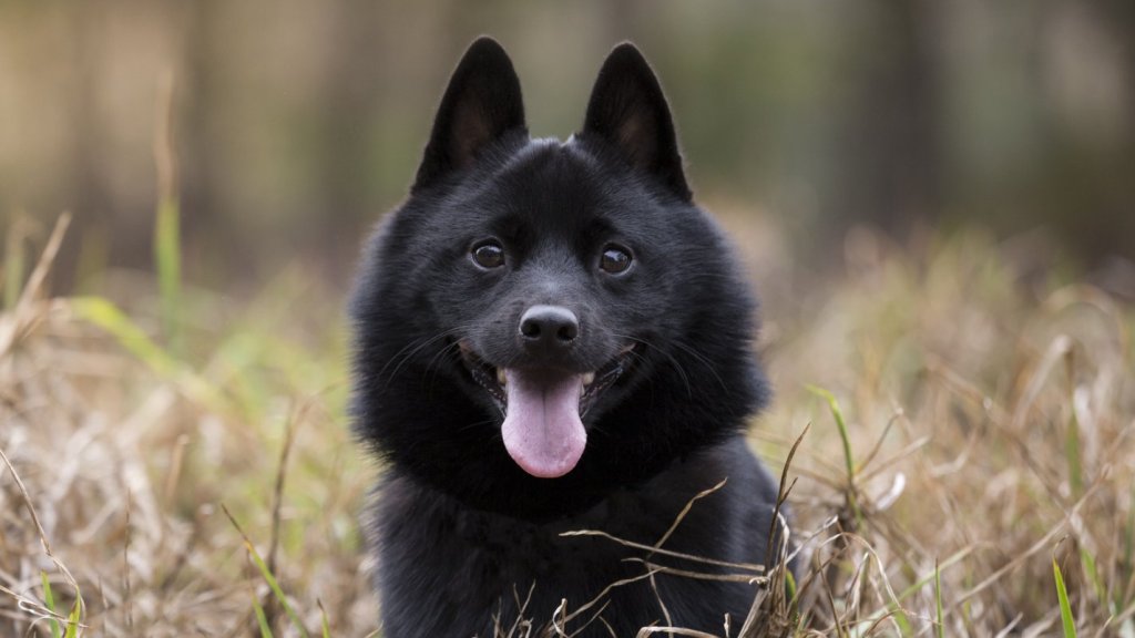 5 породи кучета, за които бас държим, че не сте чували - Webcafe.bg