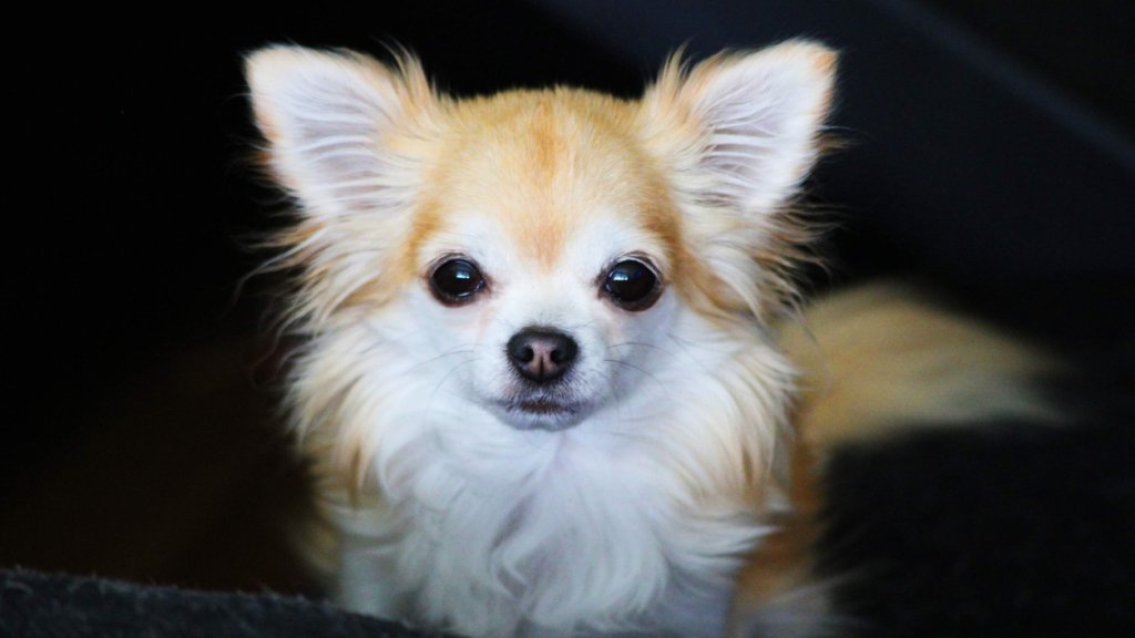 6 породи кучета, които мразят други кучета - Webcafe.bg